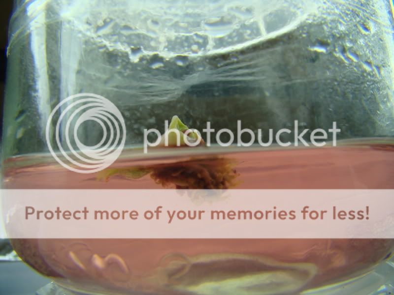 Callus or contamination... - FlyTrapCare Forums